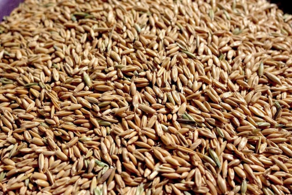 Barley, Whole 50# - Alaska Horse Ranch