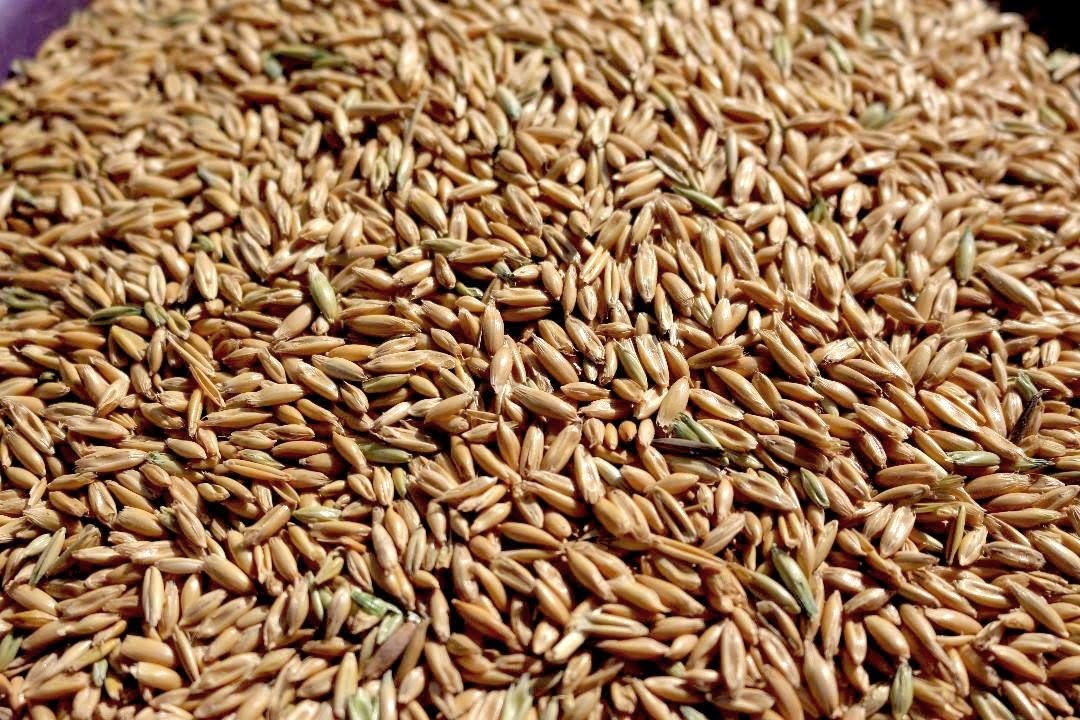 Barley Whole 50 Alaska Horse Ranch Barley Whole 50 Alaska Horse Ranch