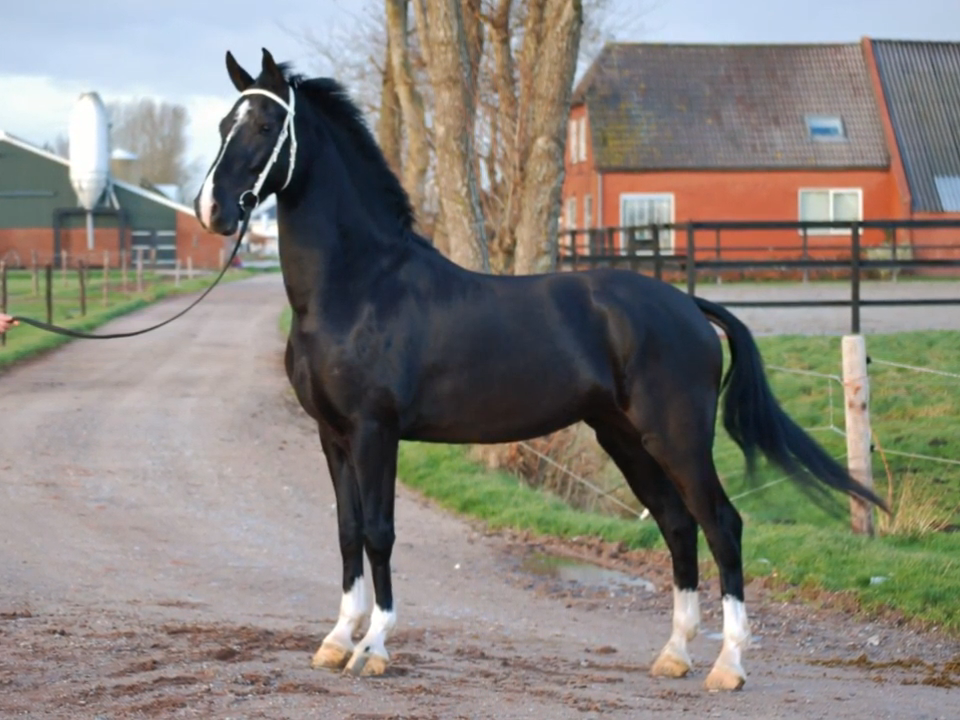 Alaska Horse Ranch – Alaska’s Equestrian Playground
