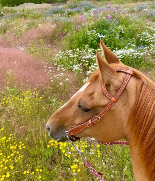 Alaska Horse Ranch – Alaska’s Equestrian Playground