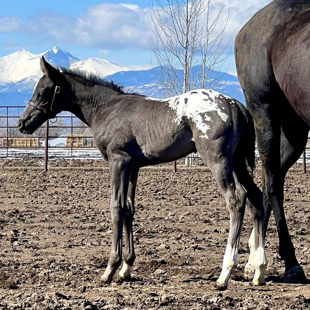 Stallions Standing at Stud | Wasilla Alaska - Alaska Horse Ranch