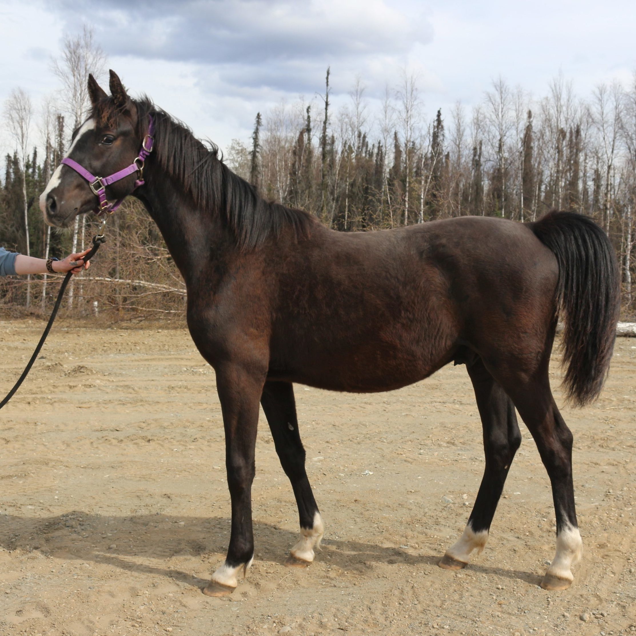 Stallions Standing at Stud | Wasilla Alaska - Alaska Horse Ranch