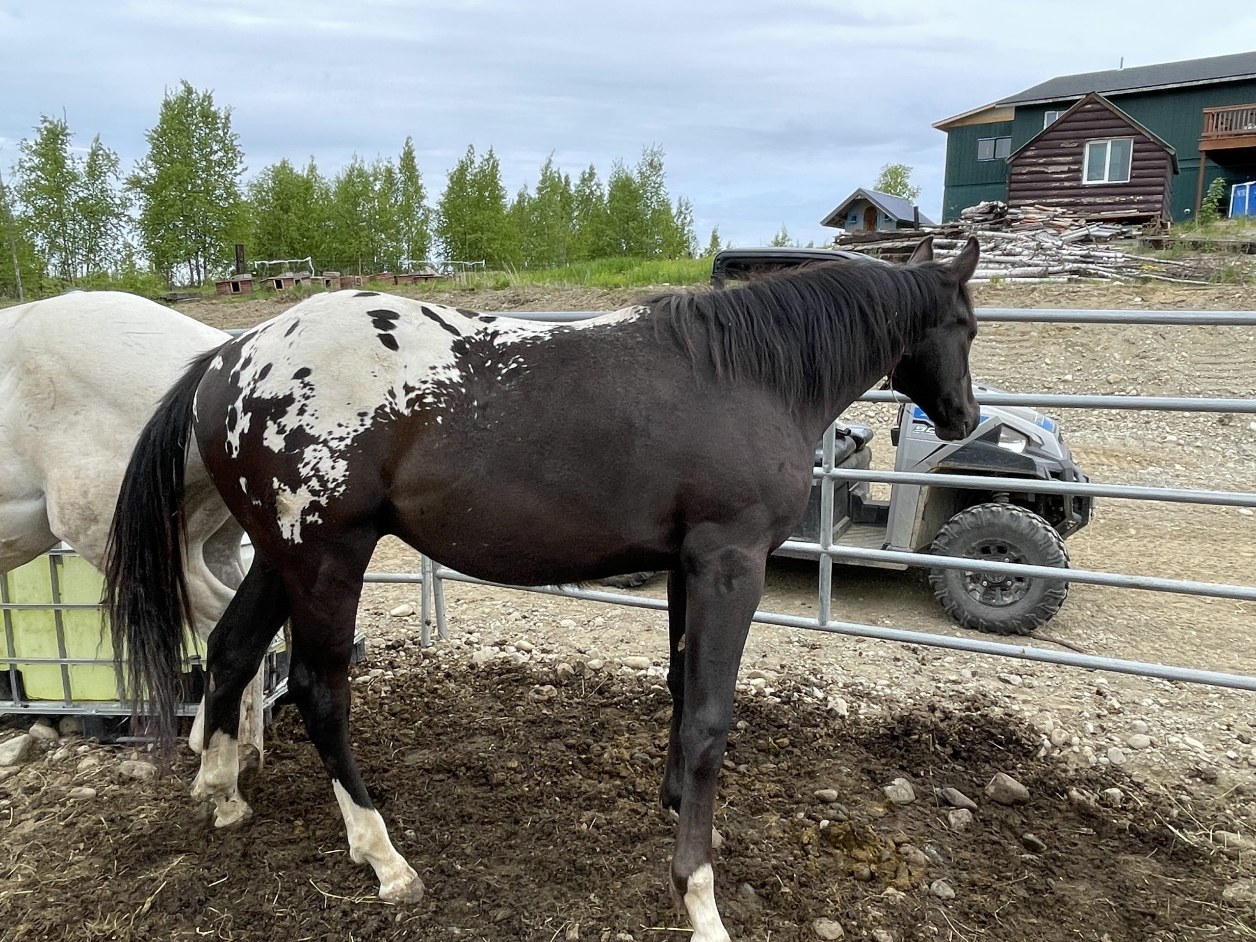 Big Neon Lights - Alaska Horse Ranch