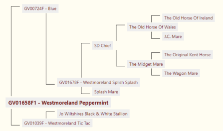 Westmoreland Peppermint - Alaska Horse Ranch