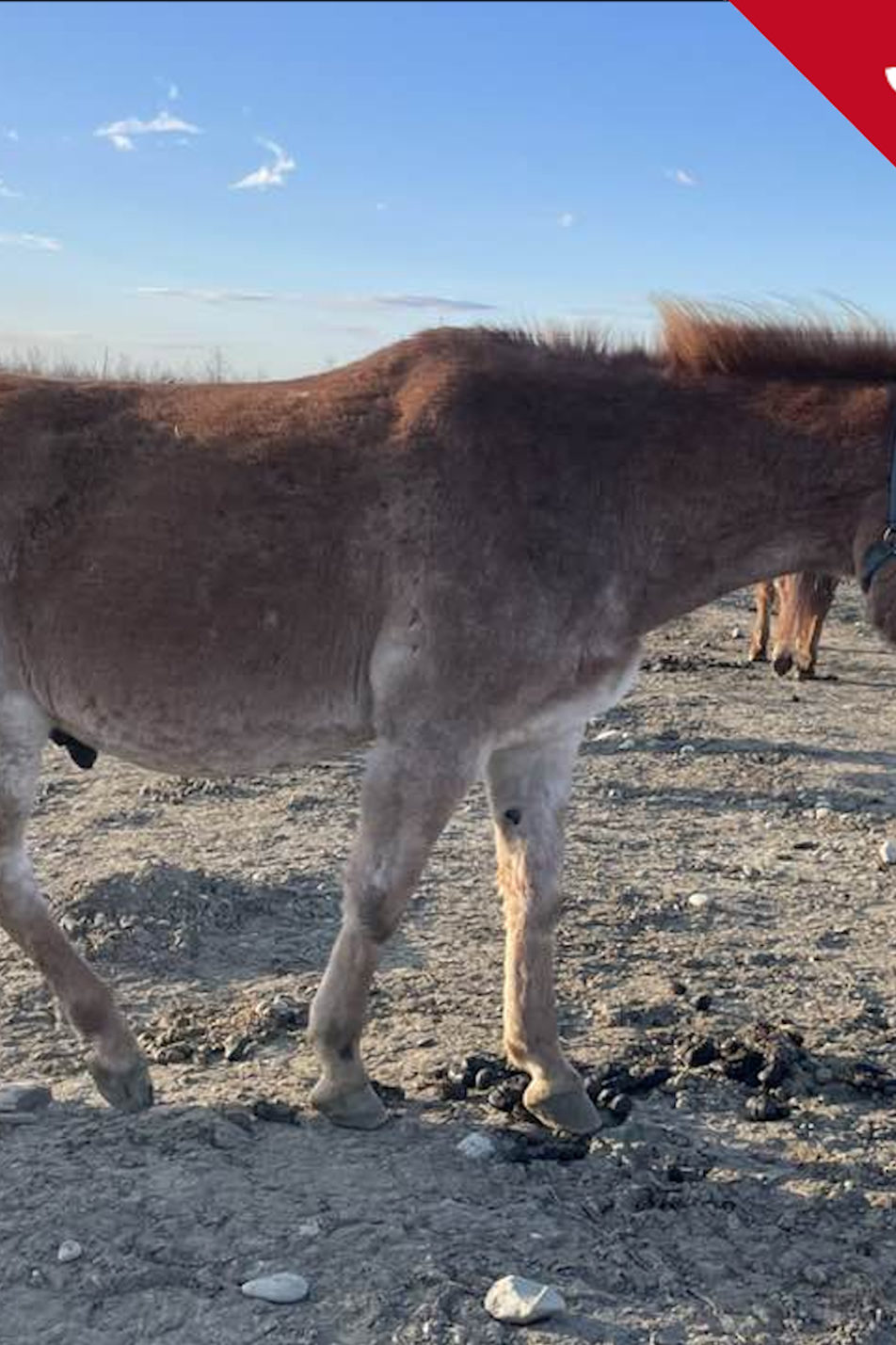 Rudy - Sold! - Alaska Horse Ranch