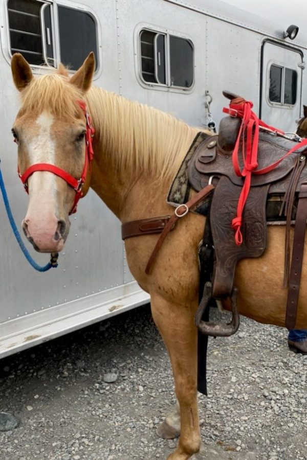 Beefcake - Sold! - Alaska Horse Ranch