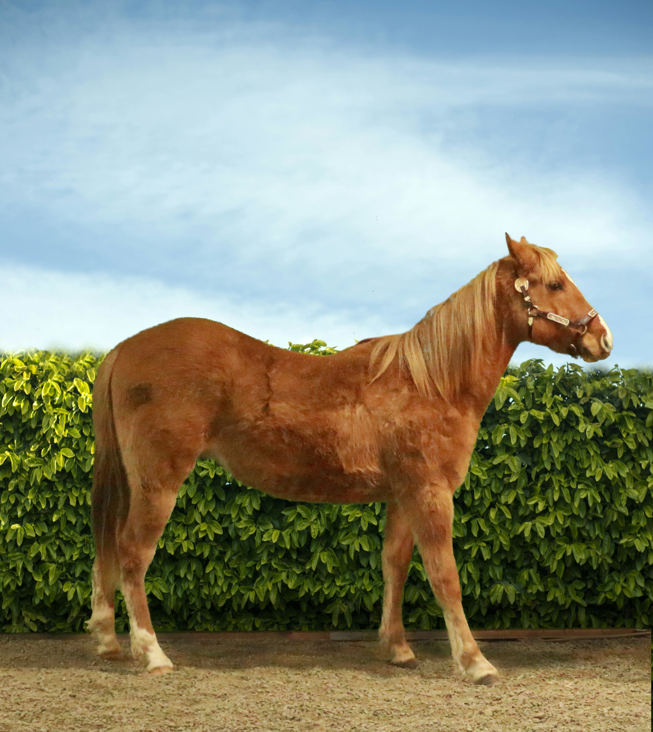 Sandman $6,500 - Alaska Horse Ranch