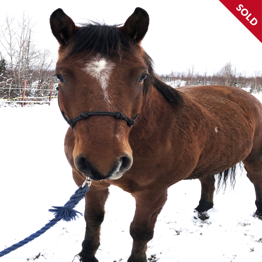 The Colonel Sold! - Alaska Horse Ranch