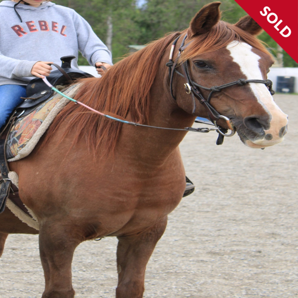Princess SOLD - Alaska Horse Ranch