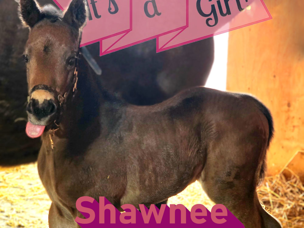 Alaska Horse Ranch | Equestrian Playground - Alaska Horse Ranch