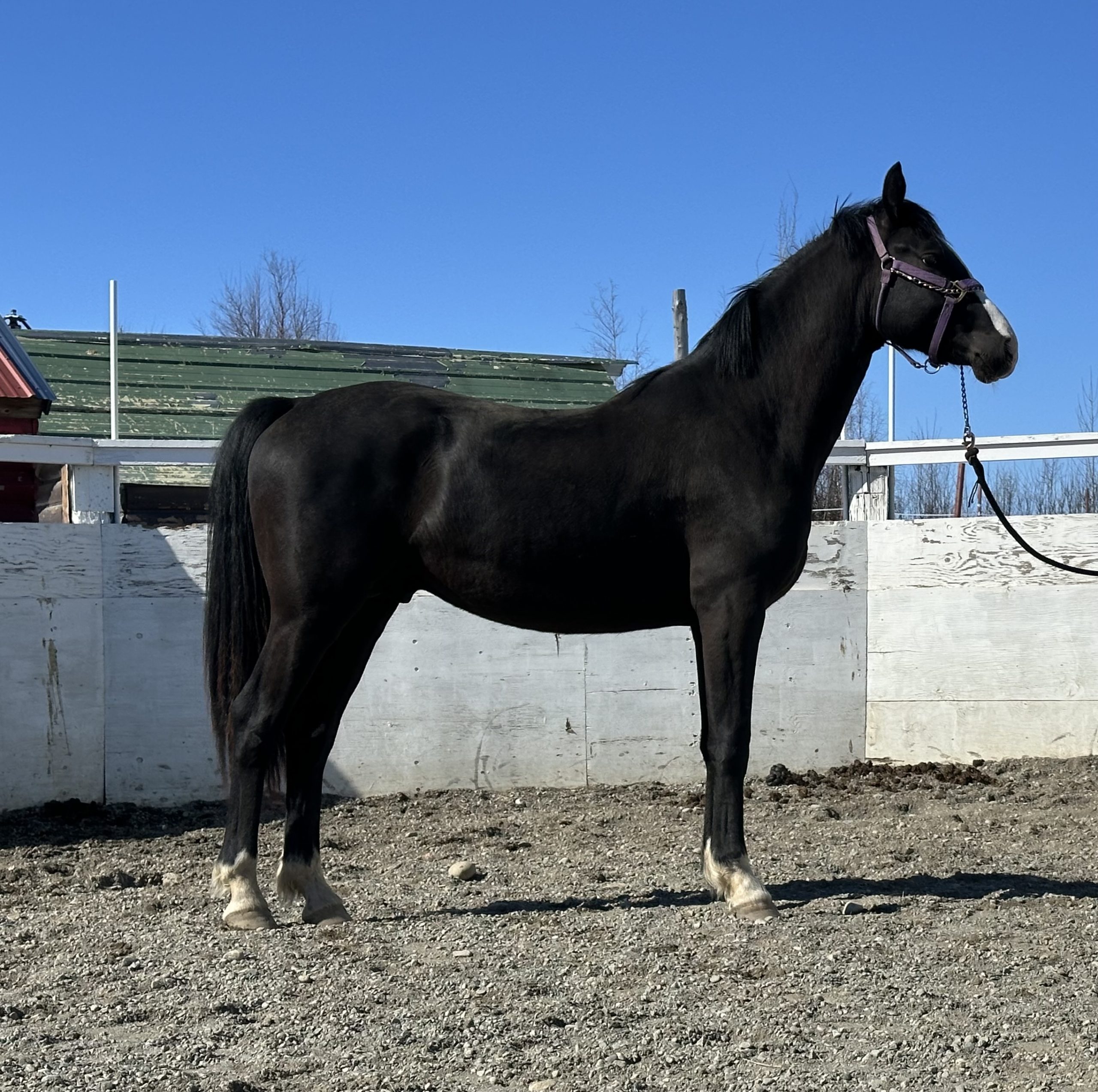 Obsidian - Alaska Horse Ranch
